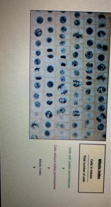Solved Calculation for total number of cells in interphase: | Chegg.com