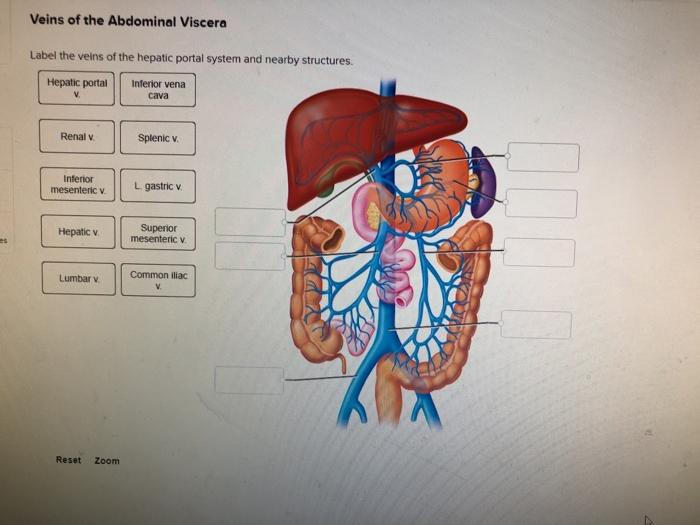 Solved Veins of the Abdominal Viscera Label the veins of the | Chegg.com