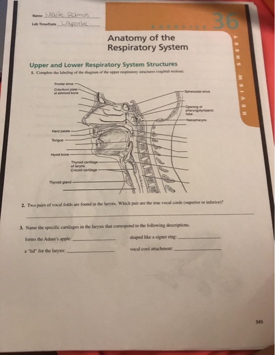 Solved Name Maite Ramos Lab TimelDate Laporis Anatomy of the | Chegg.com