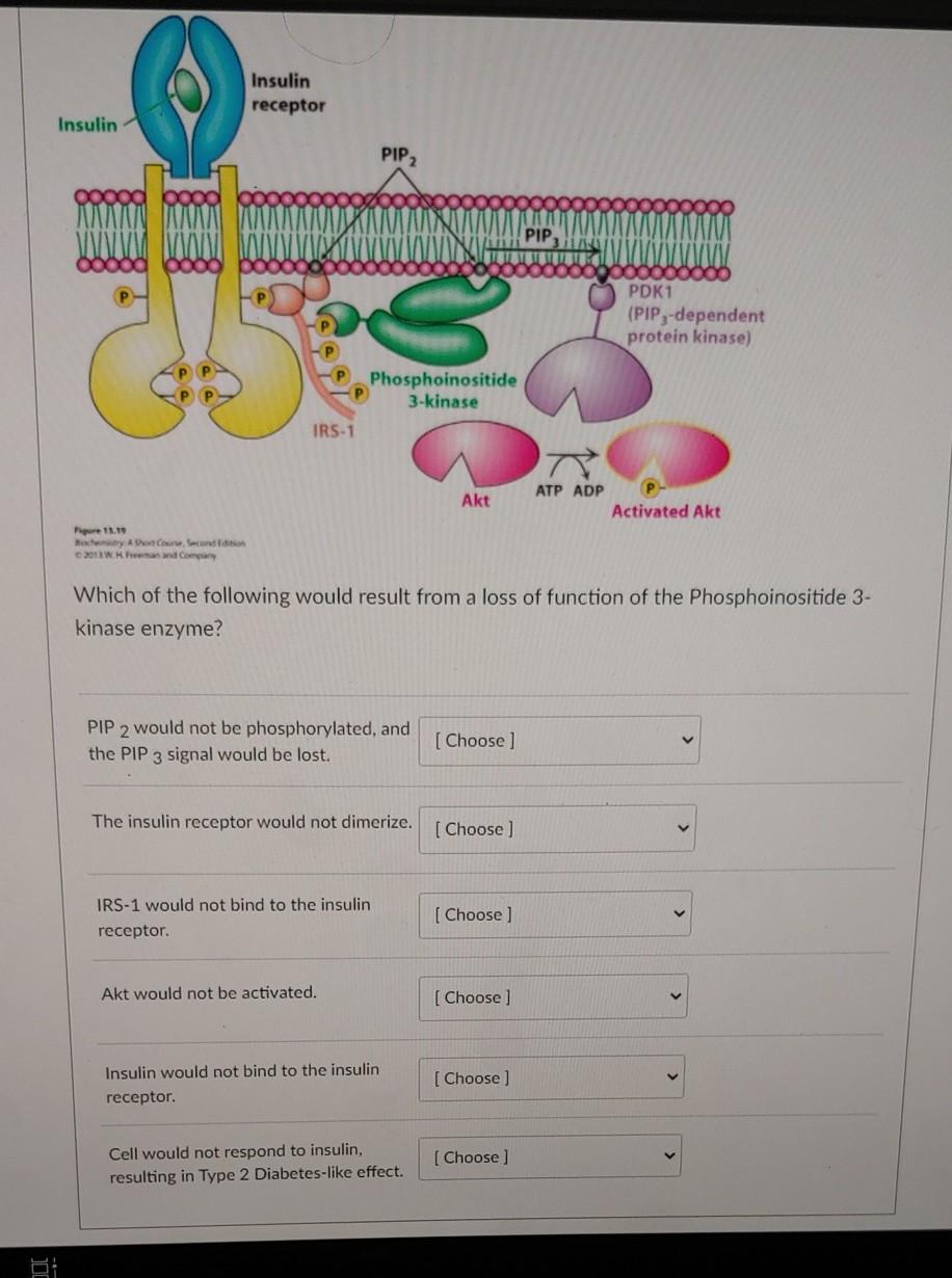 Solved Insulin receptor Insulin PIP2 PIP PDK1 | Chegg.com