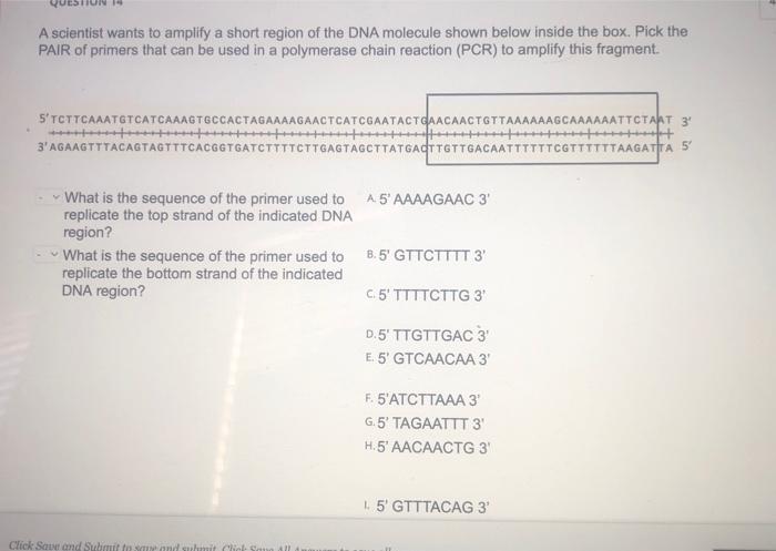 Solved A scientist wants to amplify a short region of the | Chegg.com