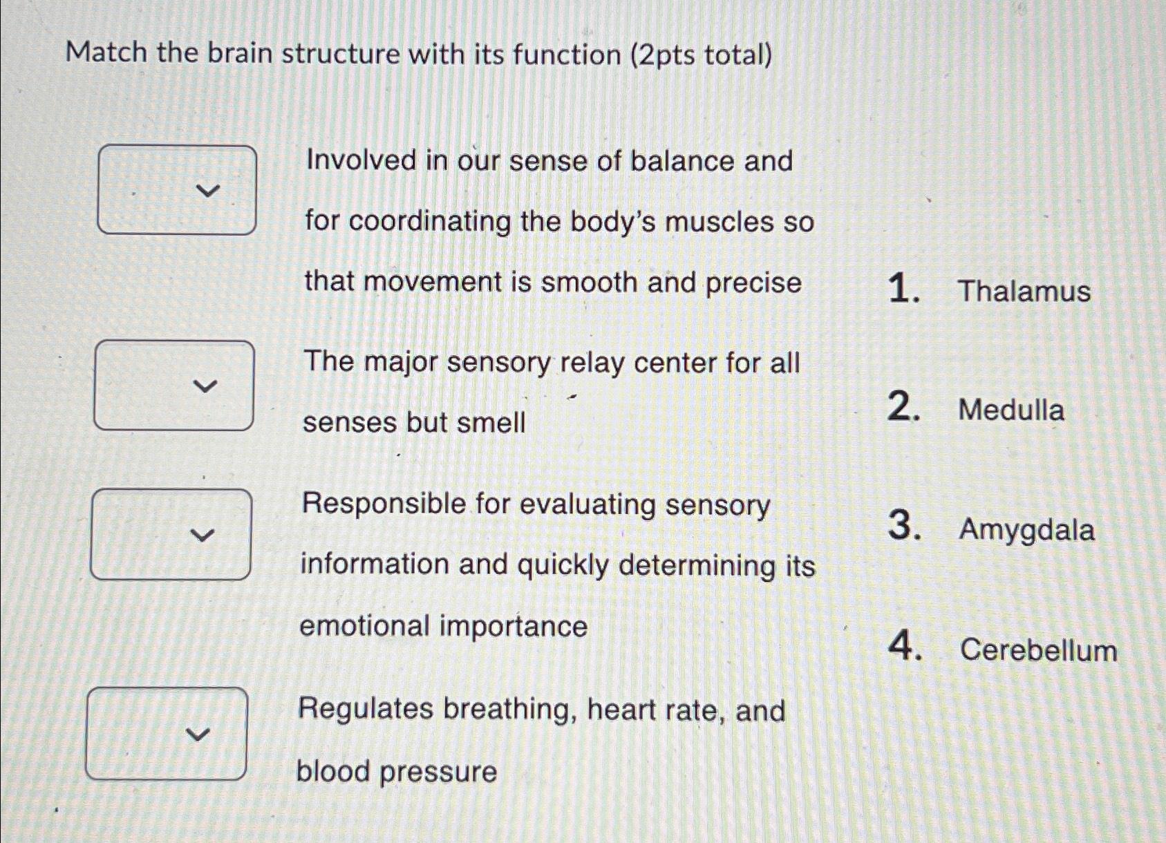 Solved Match the brain structure with its function (2pts | Chegg.com
