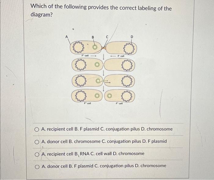 Solved Which of the following provides the correct labeling | Chegg.com