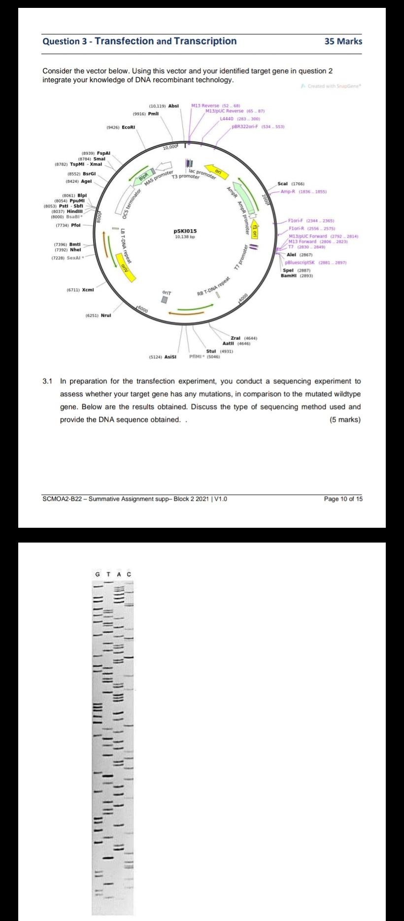 Solved 3.1 In preparation for the transfection experiment, | Chegg.com
