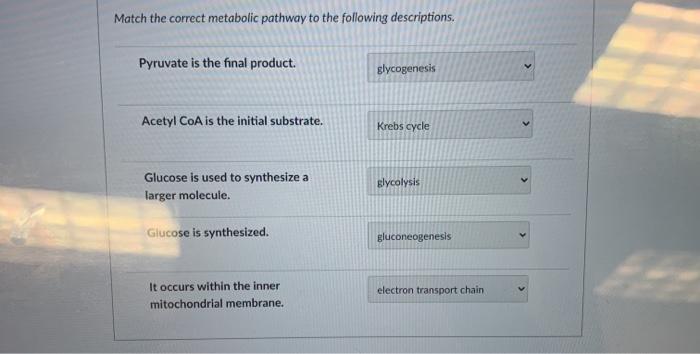 Solved Match the correct metabolic pathway to the following | Chegg.com
