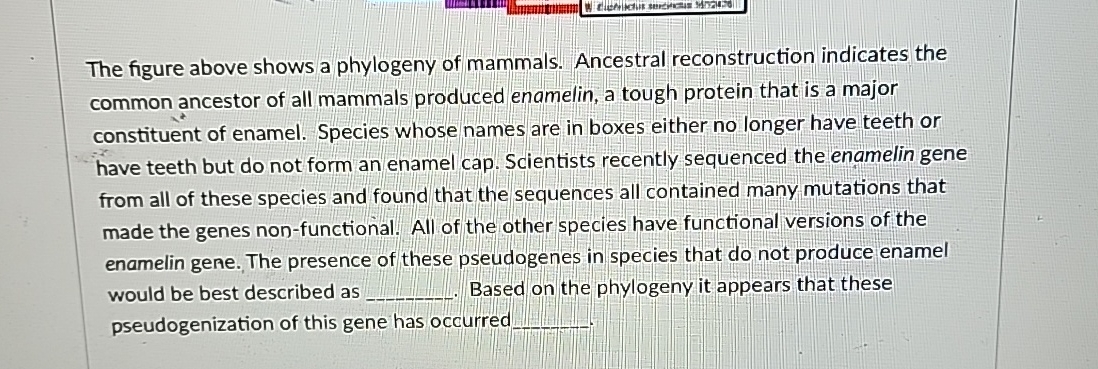 Solved The figure above shows a phylogeny of mammals. | Chegg.com