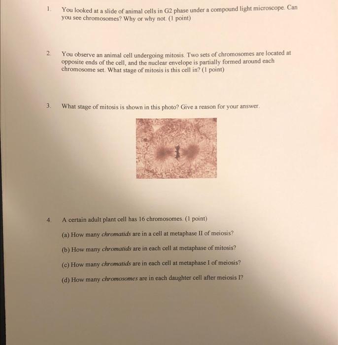 Solved 1. You looked at a slide of animal cells in G2 phase | Chegg.com