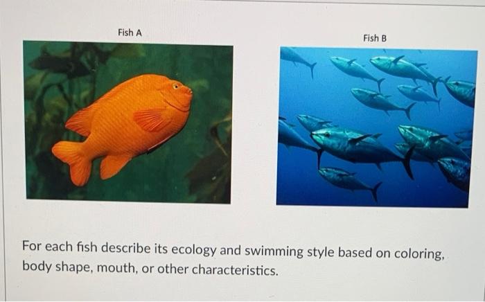 Solved Fish A Fish B For each fish describe its ecology and | Chegg.com