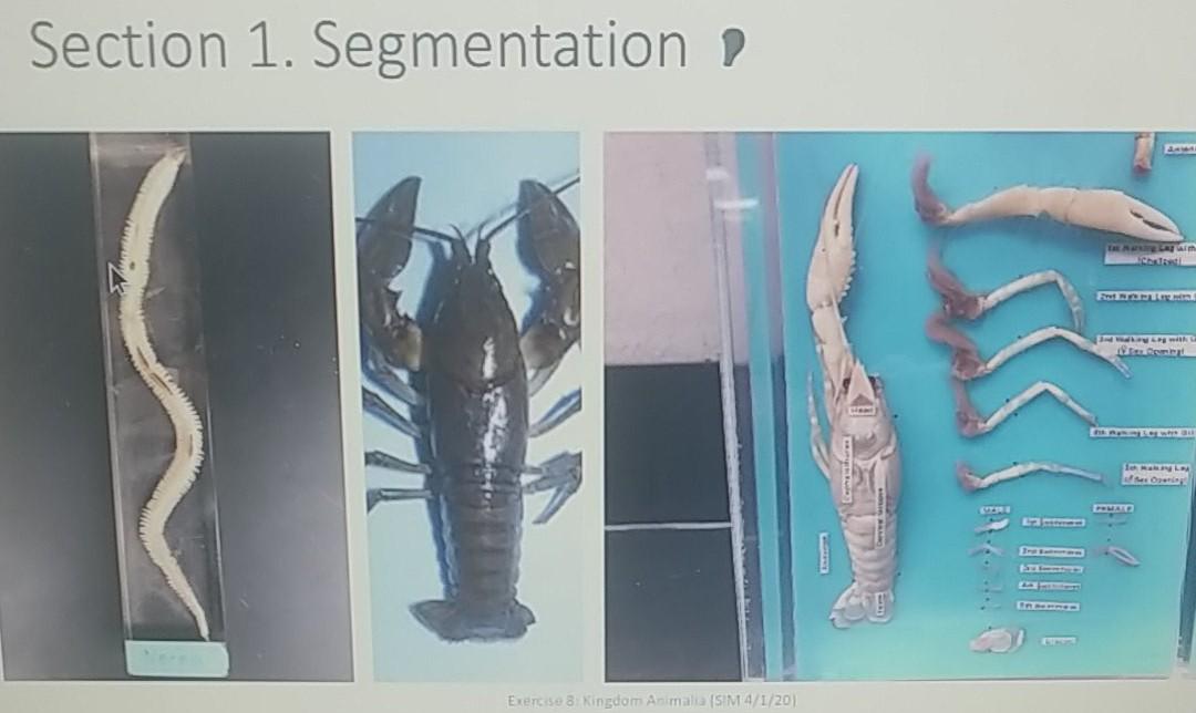 Solved Section 1. Segmentation ? Exercise 3: Kingdom | Chegg.com