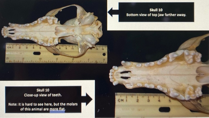 Solved 1 Dichotomous Key Cheek teeth all about the same | Chegg.com