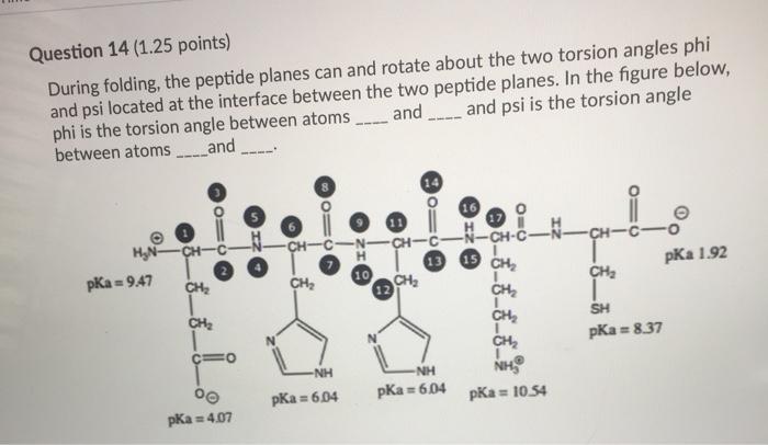 Solved Question 14 (1.25 points) During folding, the peptide | Chegg.com