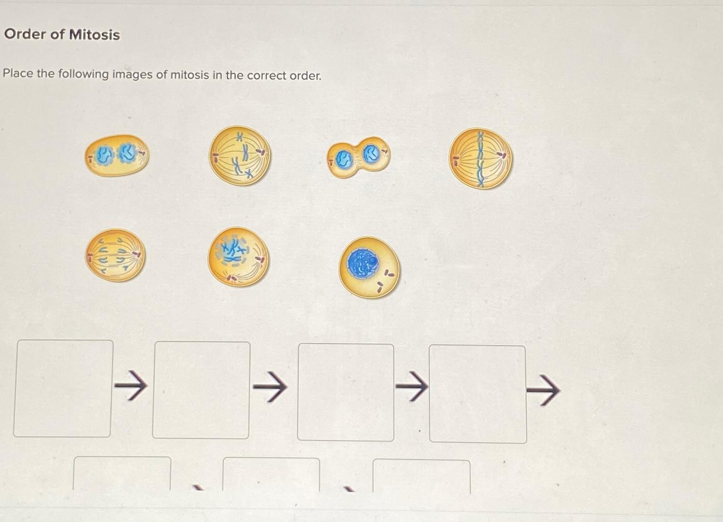 Solved Order of MitosisPlace the following images of mitosis | Chegg.com