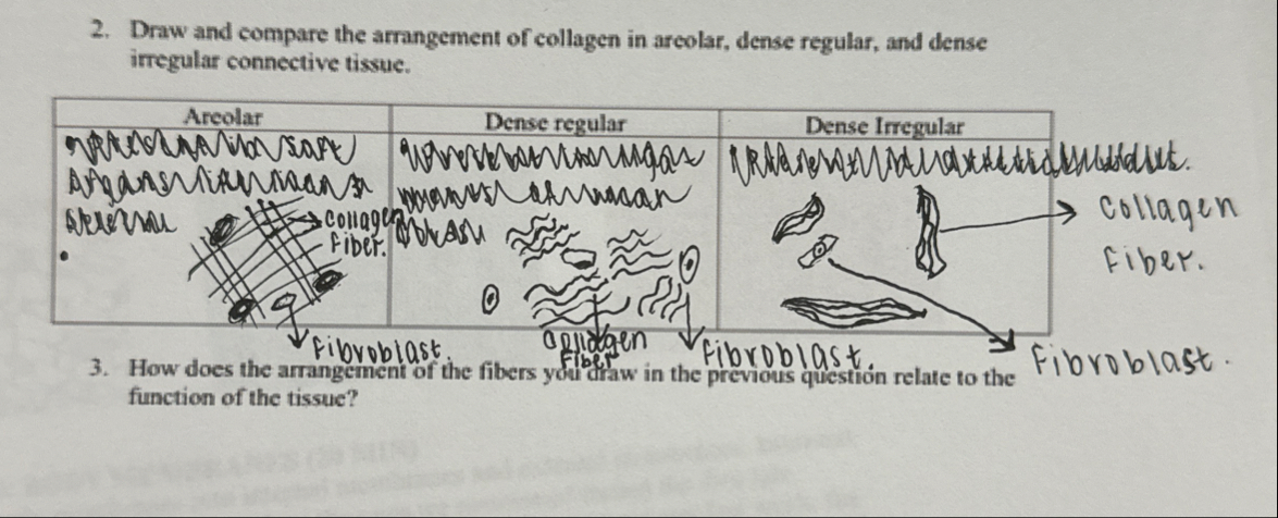 Solved Draw and compare the arrangement of collagen in | Chegg.com