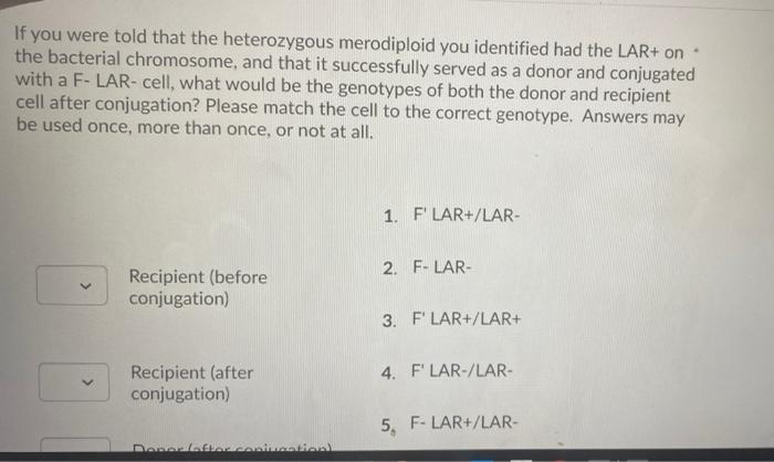 Solved If you were told that the heterozygous merodiploid | Chegg.com