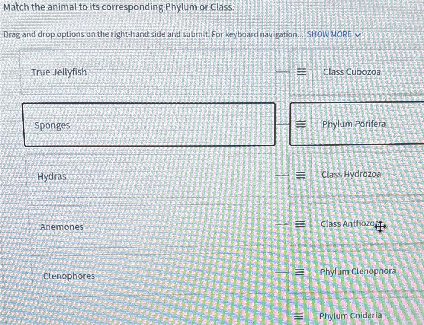 Solved Match the animal to its corresponding Phylum or | Chegg.com