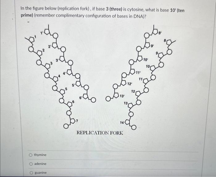 Solved In the figure below (replication fork), if base 3 | Chegg.com