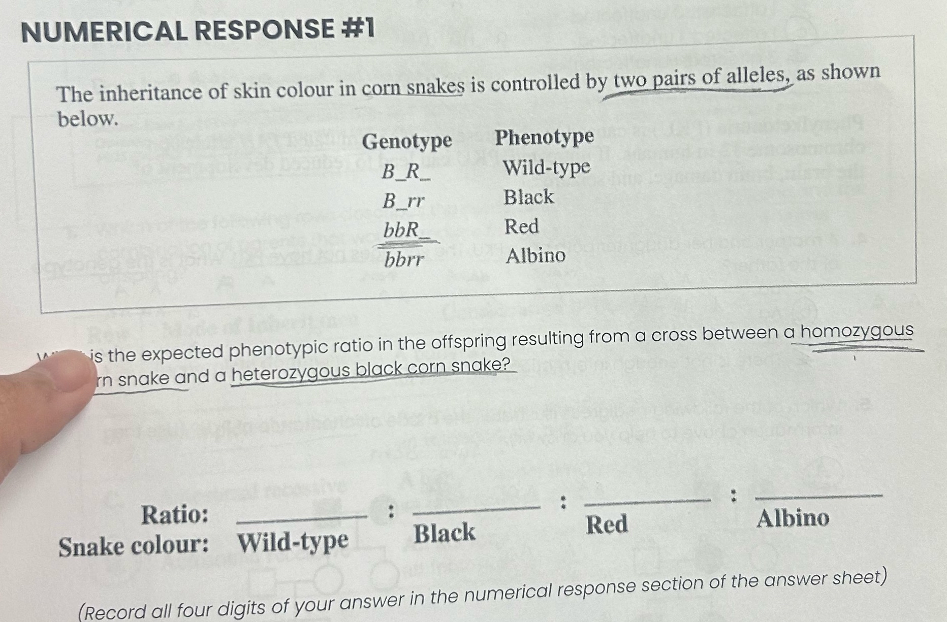 Solved NUMERICAL RESPONSE #1The inheritance of skin colour | Chegg.com