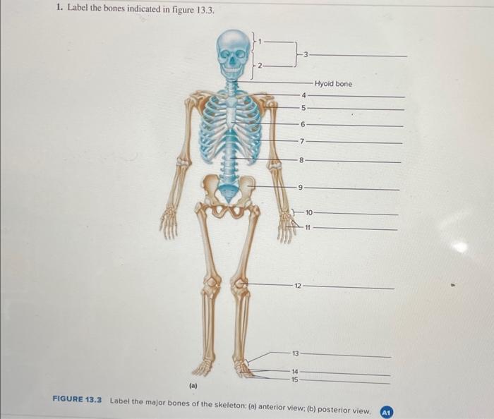Solved 1. Label the bones indicated in figure 13.3. FIGURE | Chegg.com