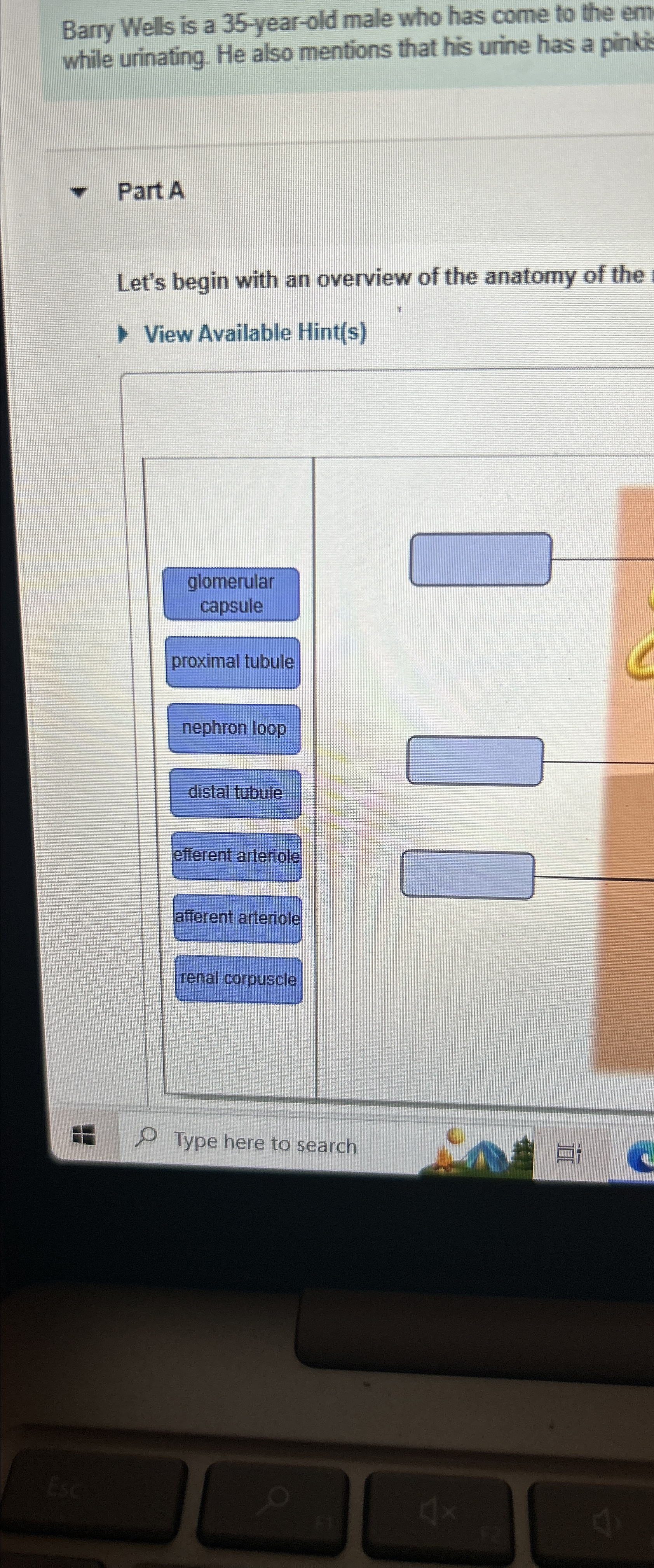 Solved Glomerular capsule proximal tubule nephron loop | Chegg.com
