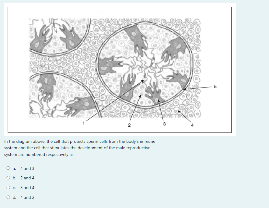 Solved In the diagram above, the cell that protects sperm | Chegg.com