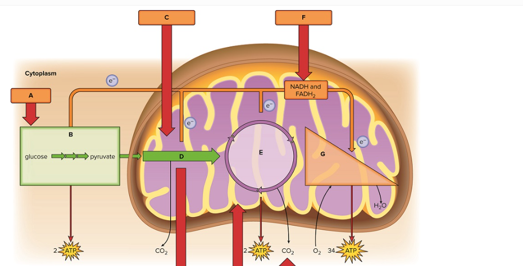 Solved Many of the B vitamins interact with coenzymes of the | Chegg.com