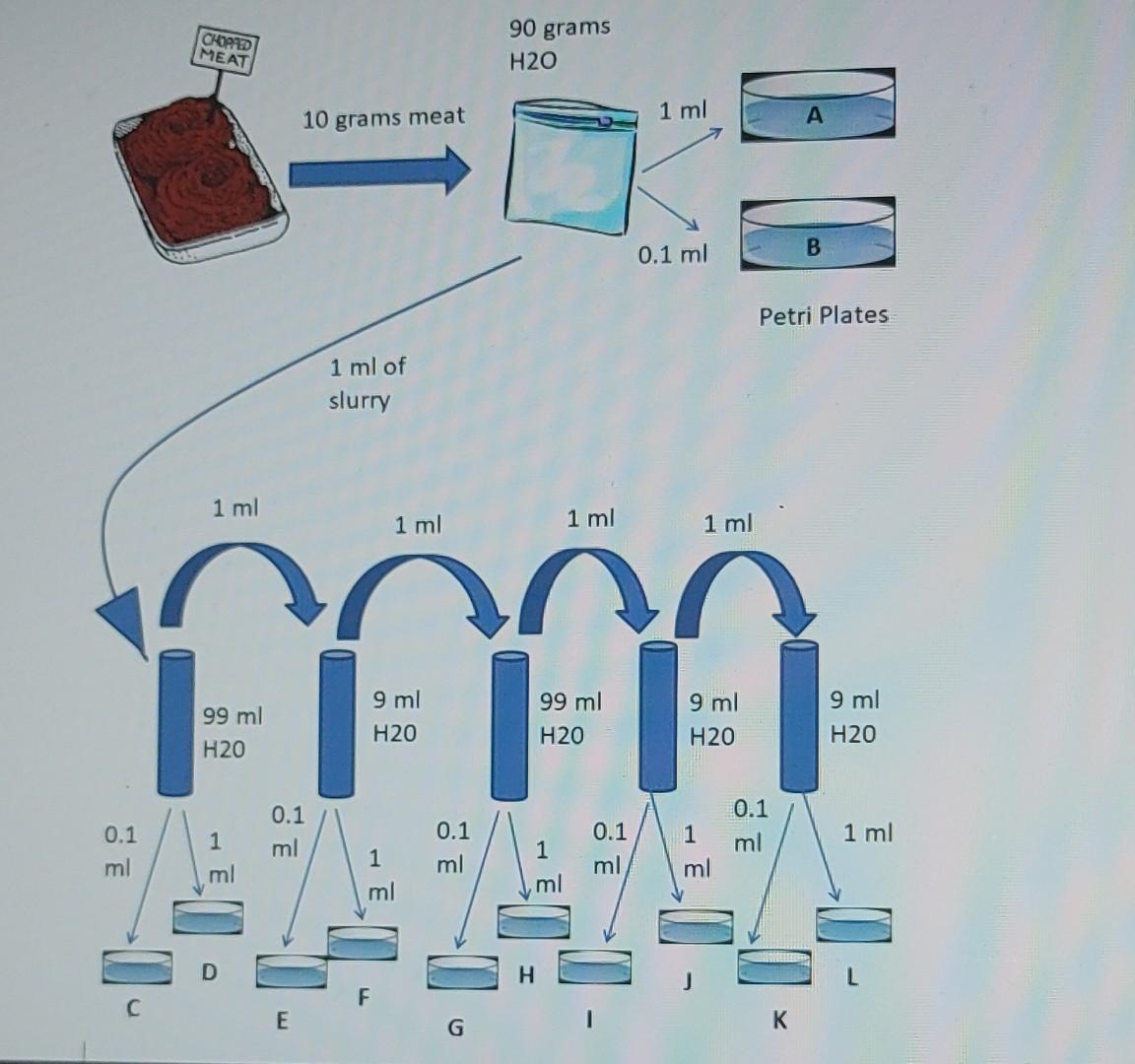 Solved Label The Dilution Factors Plate Concentration For
