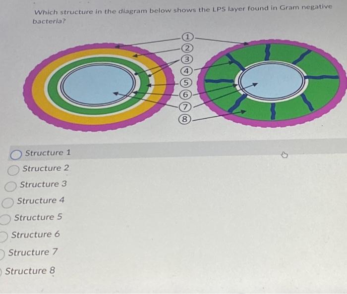 Solved Which structure in the diagram below shows the LPS | Chegg.com