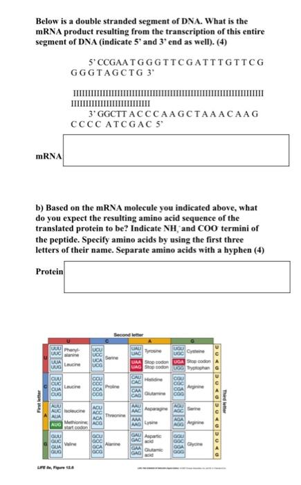 Solved Below is a double stranded segment of DNA. What is | Chegg.com