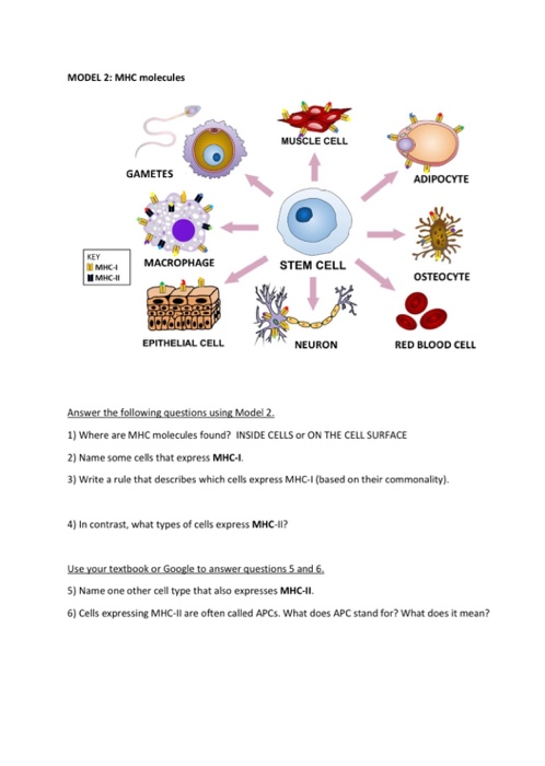 Solved MODEL 2: MHC molecules MUSCLE CELL GAMETES ADIPOCYTE | Chegg.com