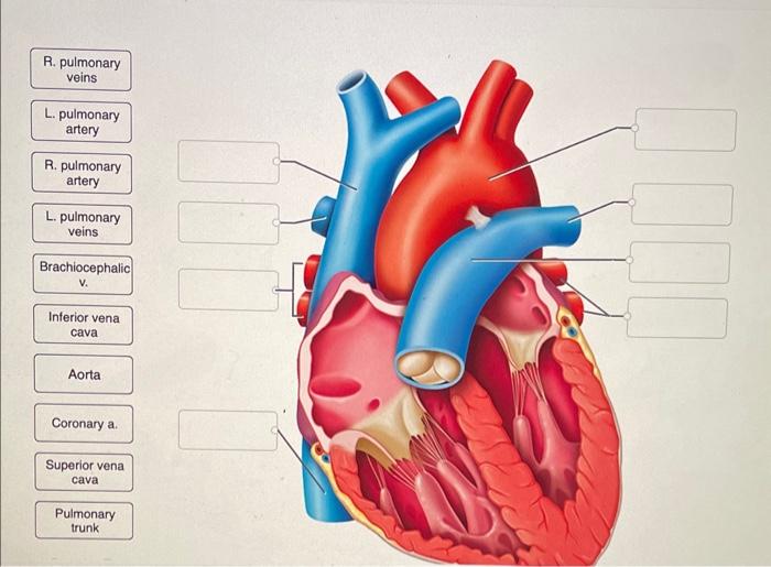 Solved label the vessels seen in the anterior view of the | Chegg.com