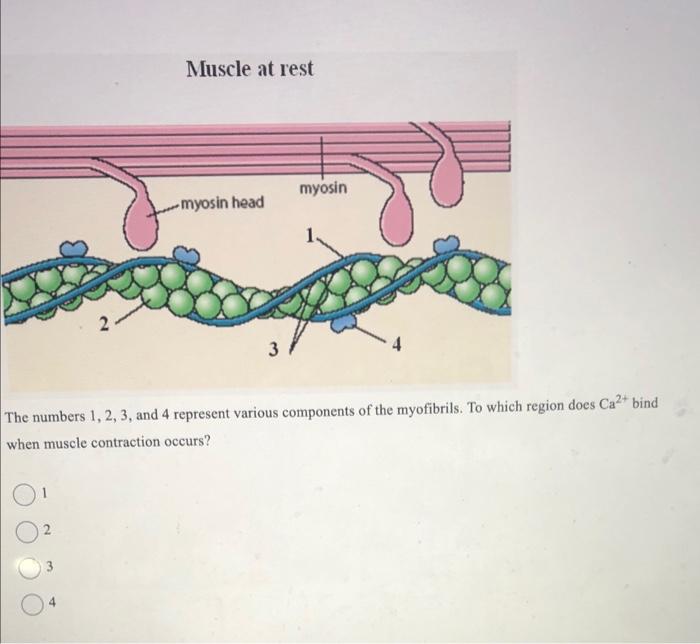 Solved Muscle at rest myosin head st myosin 3 The numbers 1, | Chegg.com