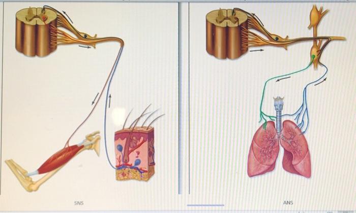 Solved SNS ANS 1. What effector organ(s) is (are) shown in | Chegg.com