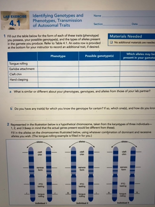 LAB EXERCISE Name 4.1 Identifying Genotypes and | Chegg.com