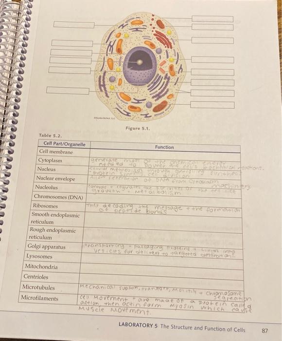 Solved Table 5.2. LABORATORY 5 The Structure and Function of | Chegg.com