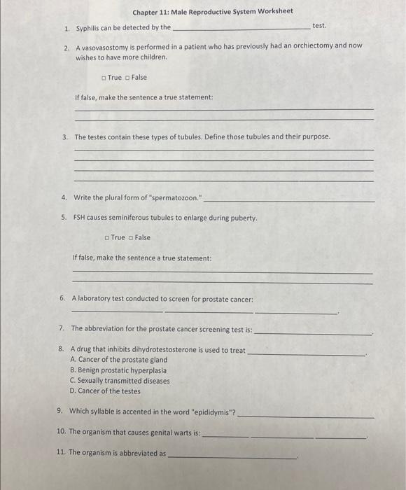 Solved Chapter 11: Male Reproductive System Worksheet 1. | Chegg.com