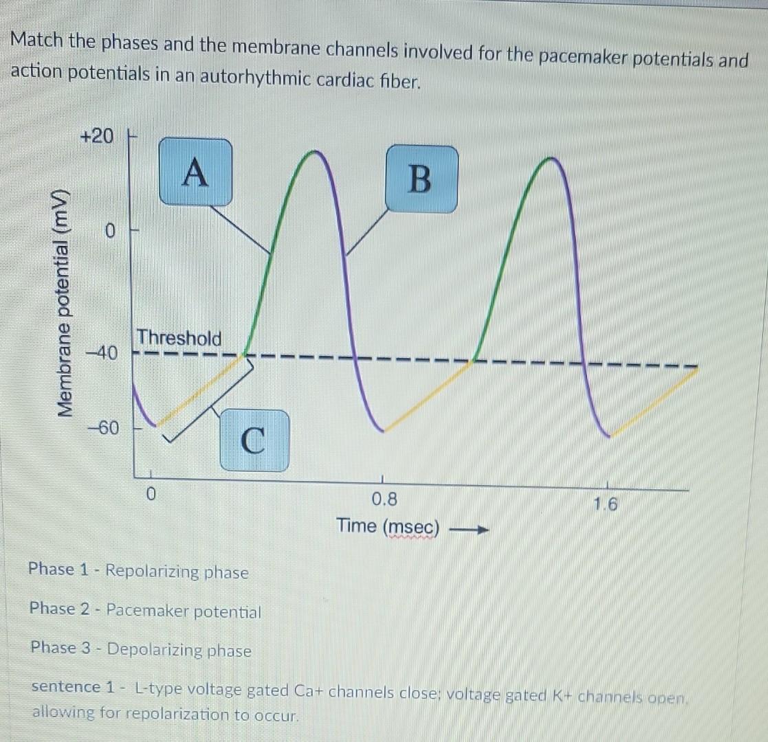 Solved Match the phases and the membrane channels involved | Chegg.com