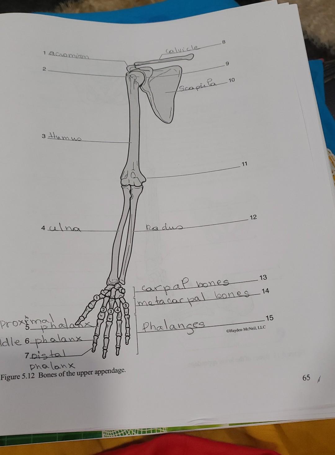Solved Figure 5.13 Bones of the lower appendage.11 13 12 14 | Chegg.com