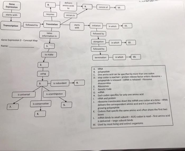 Solved Gene Expression delivers amino acids to convulstof | Chegg.com