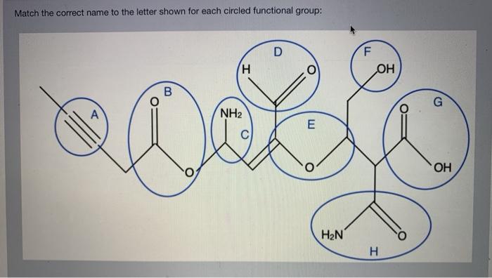 Solved Match the correct name to the letter shown for each | Chegg.com