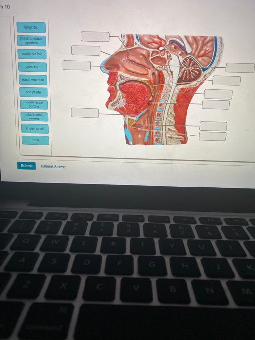 Solved Nasophary Oropharynx Laryngopharynx Submit Request | Chegg.com