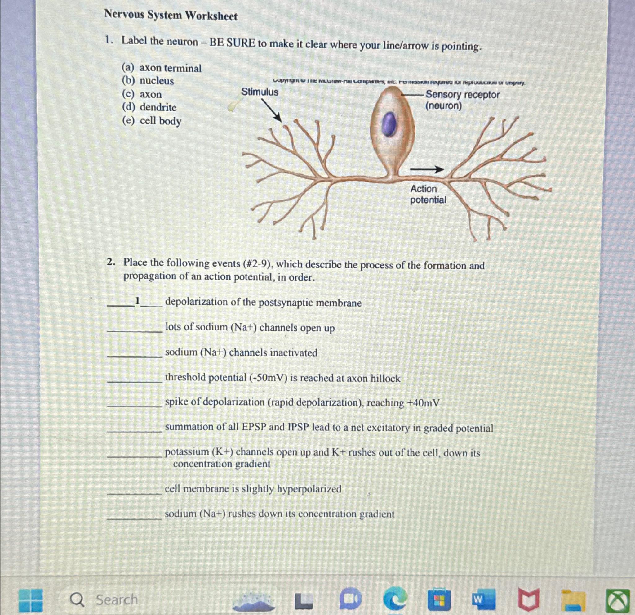 Solved Nervous System WorksheetLabel the neuron-BE SURE to | Chegg.com