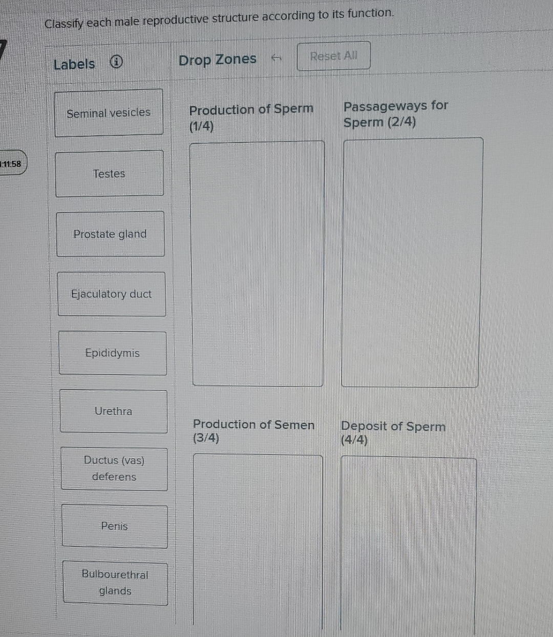 Classify each male reproductive structure according | Chegg.com