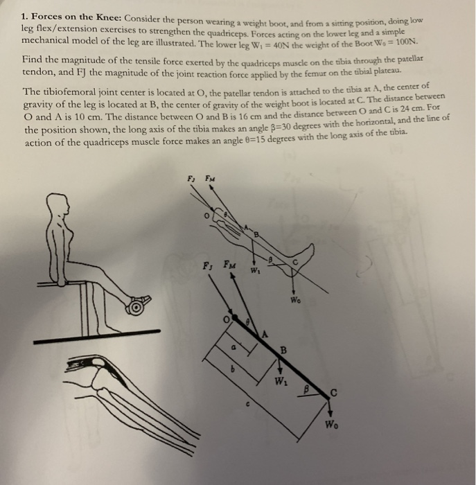 Solved 1. Forces on the knee: Consider the person wearing a | Chegg.com