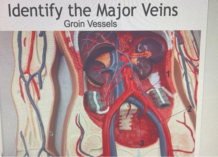 Solved Identify the Major Veins Groin Vessels 2 3 | Chegg.com