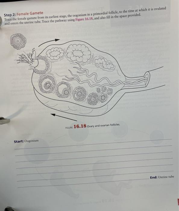 Solved trace and write the steps of the femal gamete from | Chegg.com