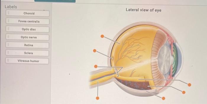 Solved Lateral view of eye | Chegg.com
