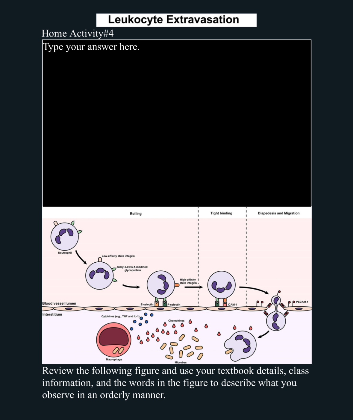 Solved Leukocyte ExtravasationHome Activity#4Type your | Chegg.com