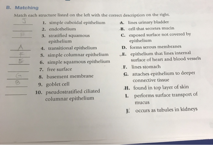 Solved Review & Practice Sheet Exercise 3. Match each term | Chegg.com