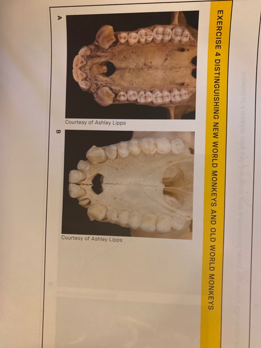 Solved EXERCISE 4 DISTINGUISHING NEW WORLD MONKEYS AND OLD | Chegg.com