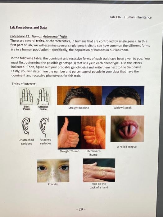 Solved Lab 16 Human Inheritance Lab Procedures And Data
